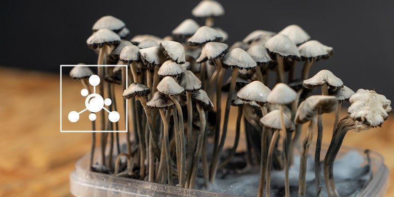 ¿Qué Es La Panaeolus Cyanescens? - Zamnesia